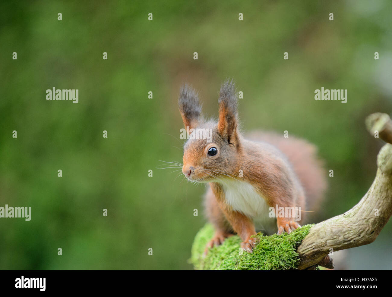 Red squirrel with large ear tufts Stock Photo - Alamy