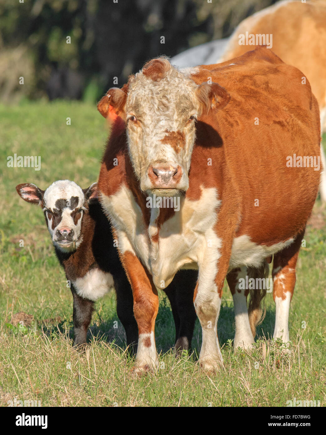 Commercial beef calf hi-res stock photography and images - Alamy