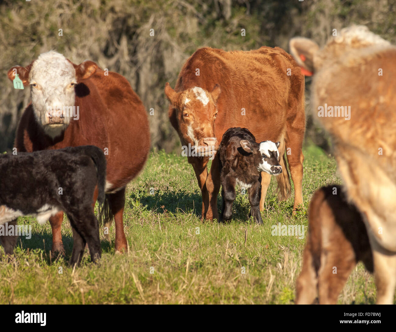 Commercial beef cattle herd cows with calves Stock Photo - Alamy