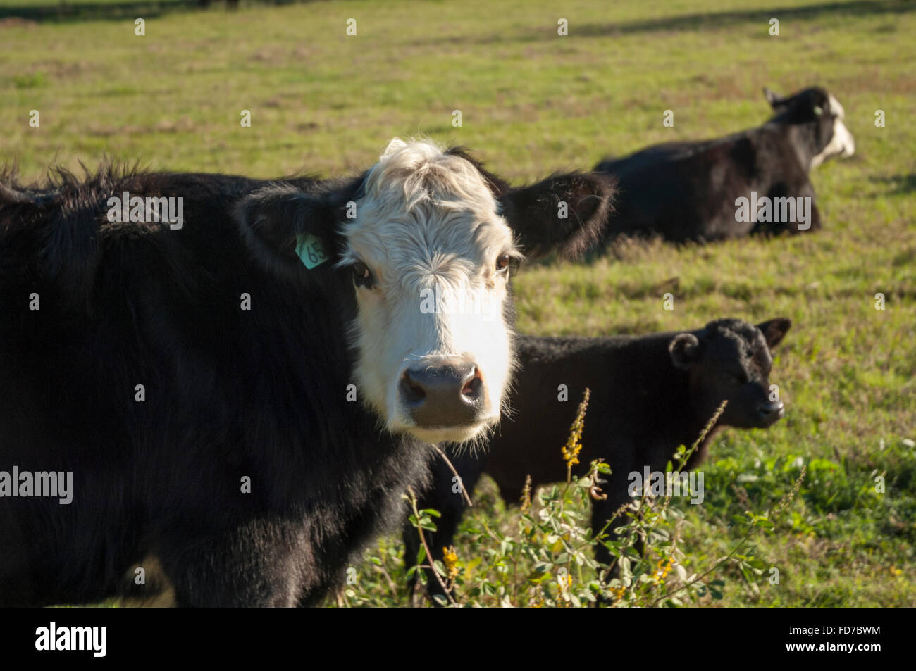 Commercial beef cattle with calves in grass pasture Stock Photo - Alamy