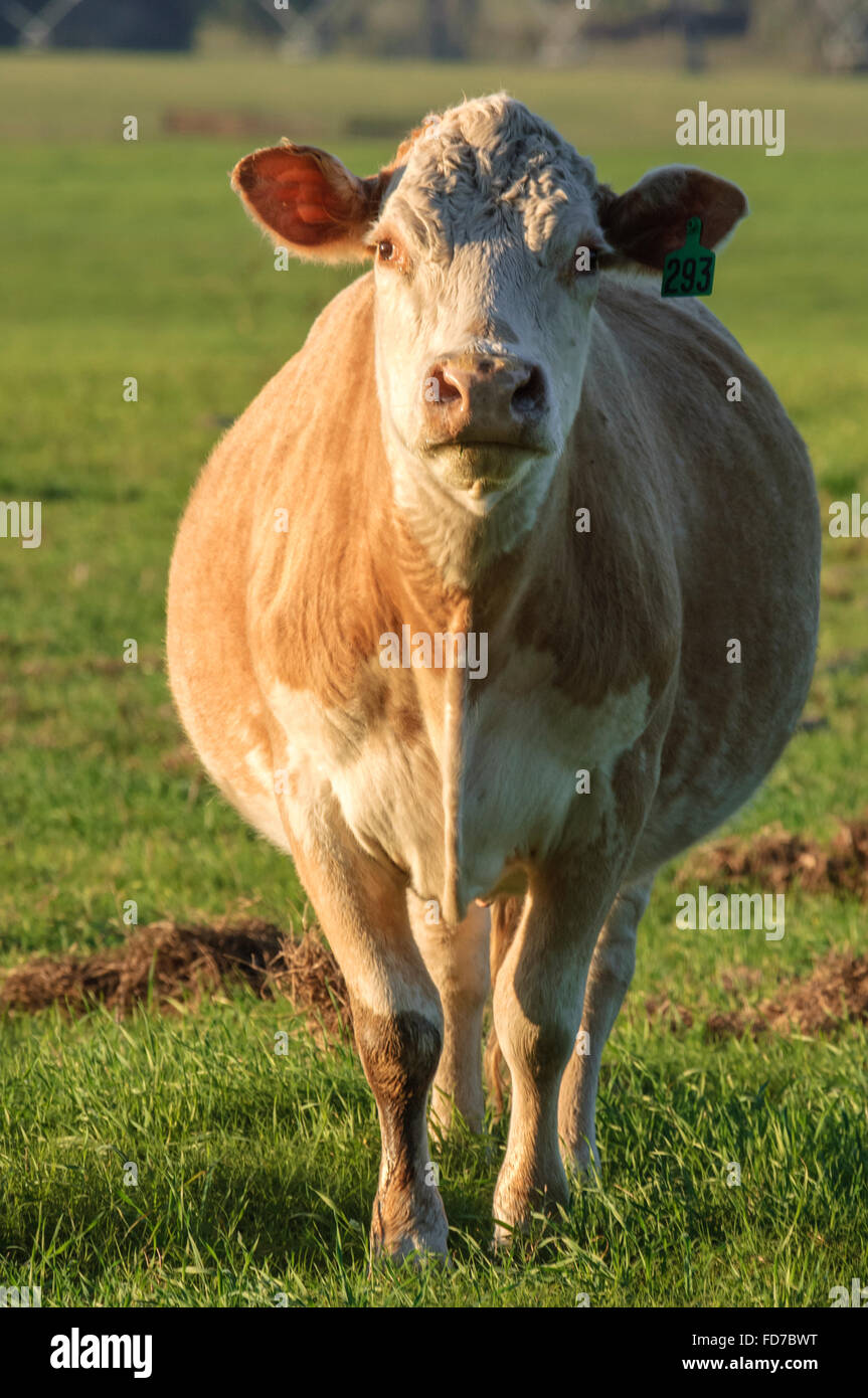 Commercial beef cattle in grass pasture Stock Photo - Alamy