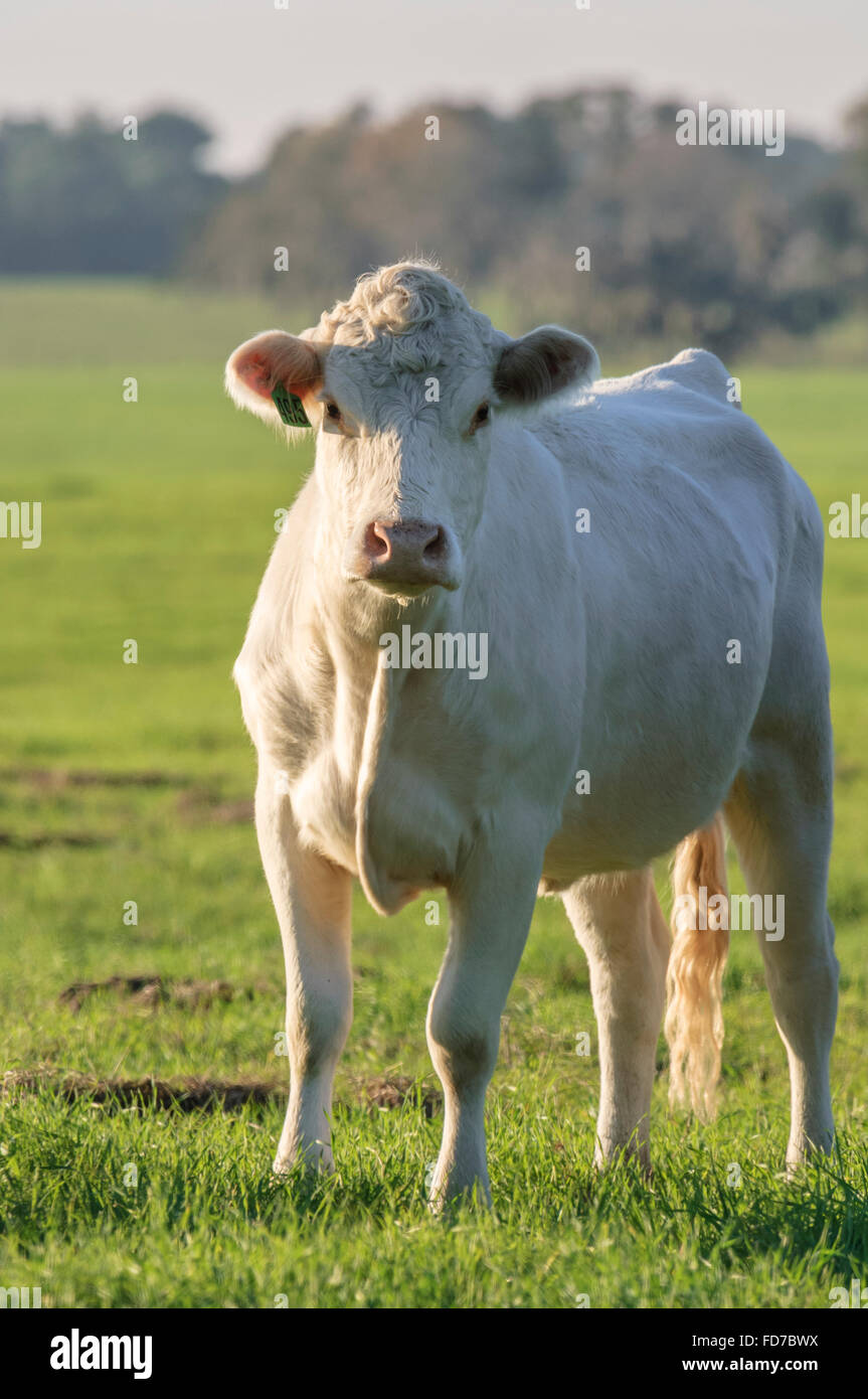 Commercial cows hi-res stock photography and images - Alamy