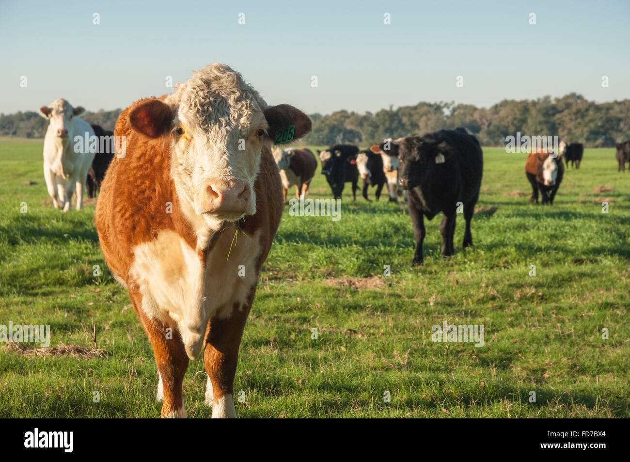 Beef cattle hi-res stock photography and images - Alamy