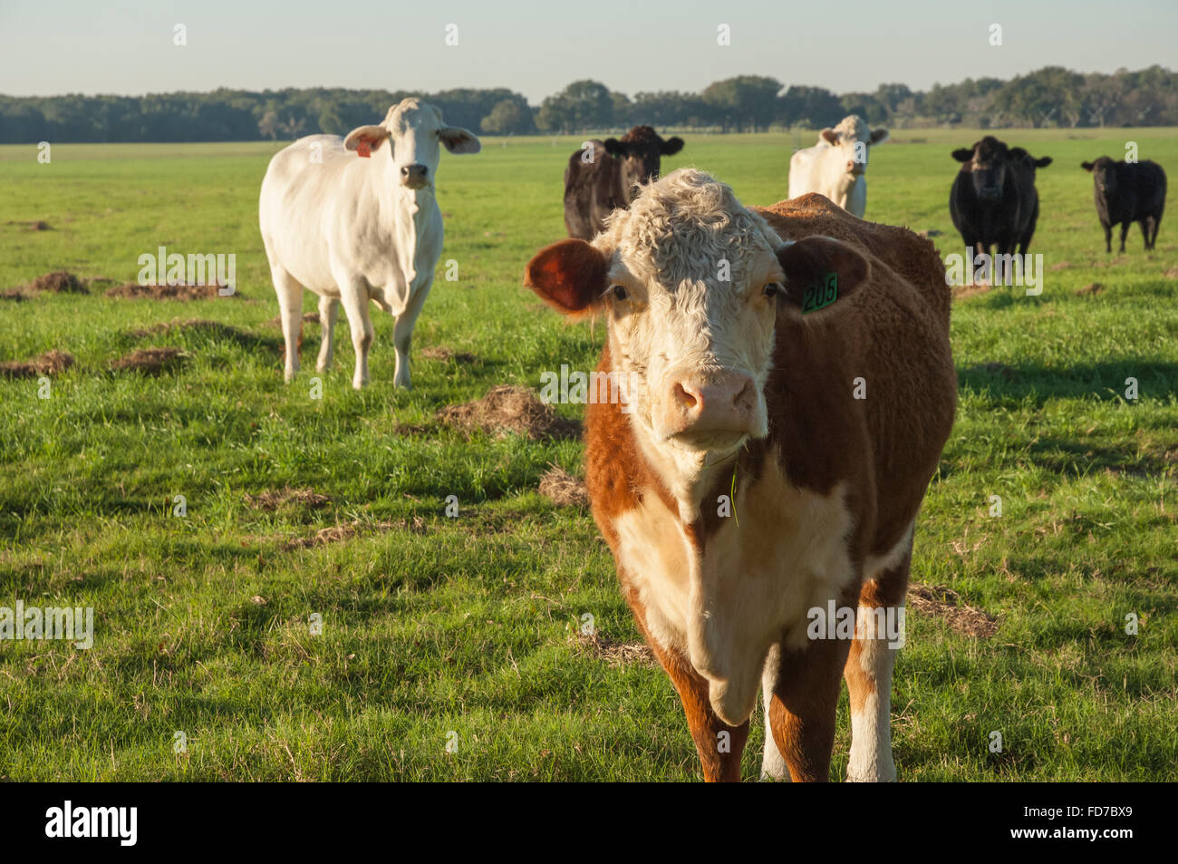 Commercial beef cattle herd Stock Photo - Alamy