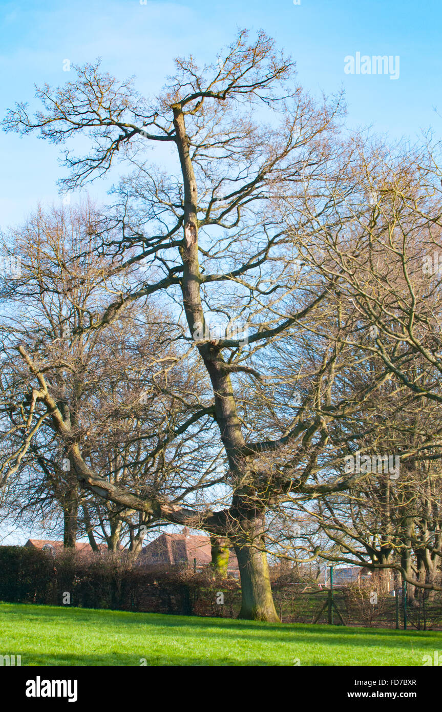 Tall tree with no leaves hi-res stock photography and images - Alamy