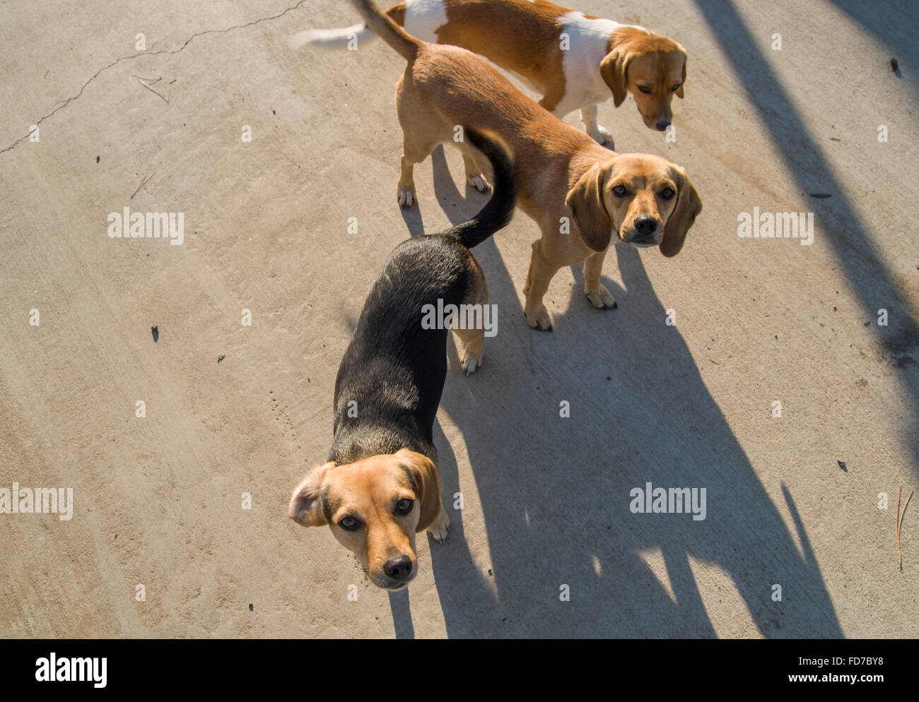 Beagles hi-res stock photography and images - Alamy