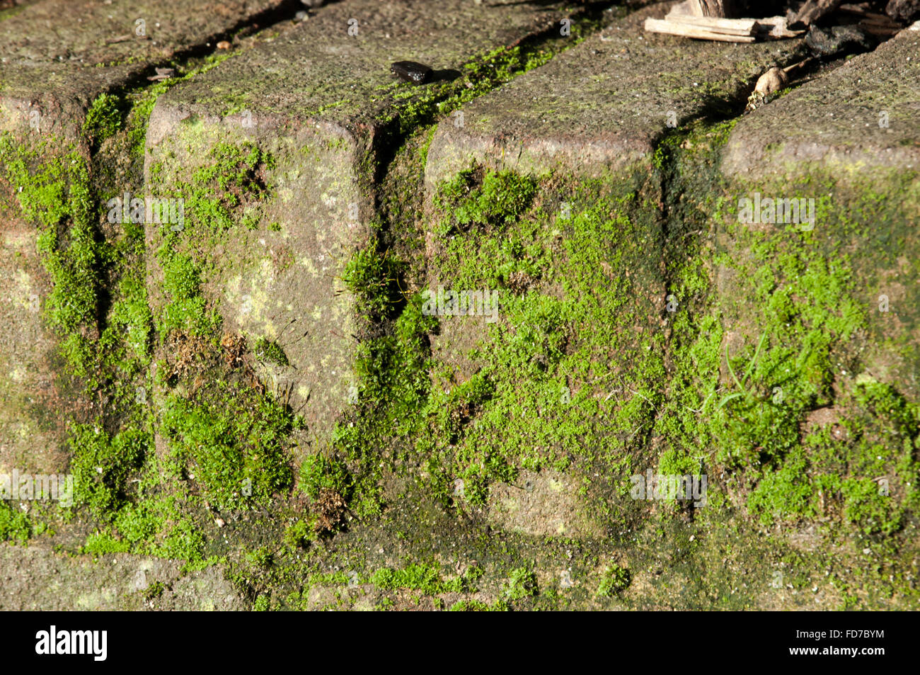Brick wall moss mould hi-res stock photography and images - Alamy