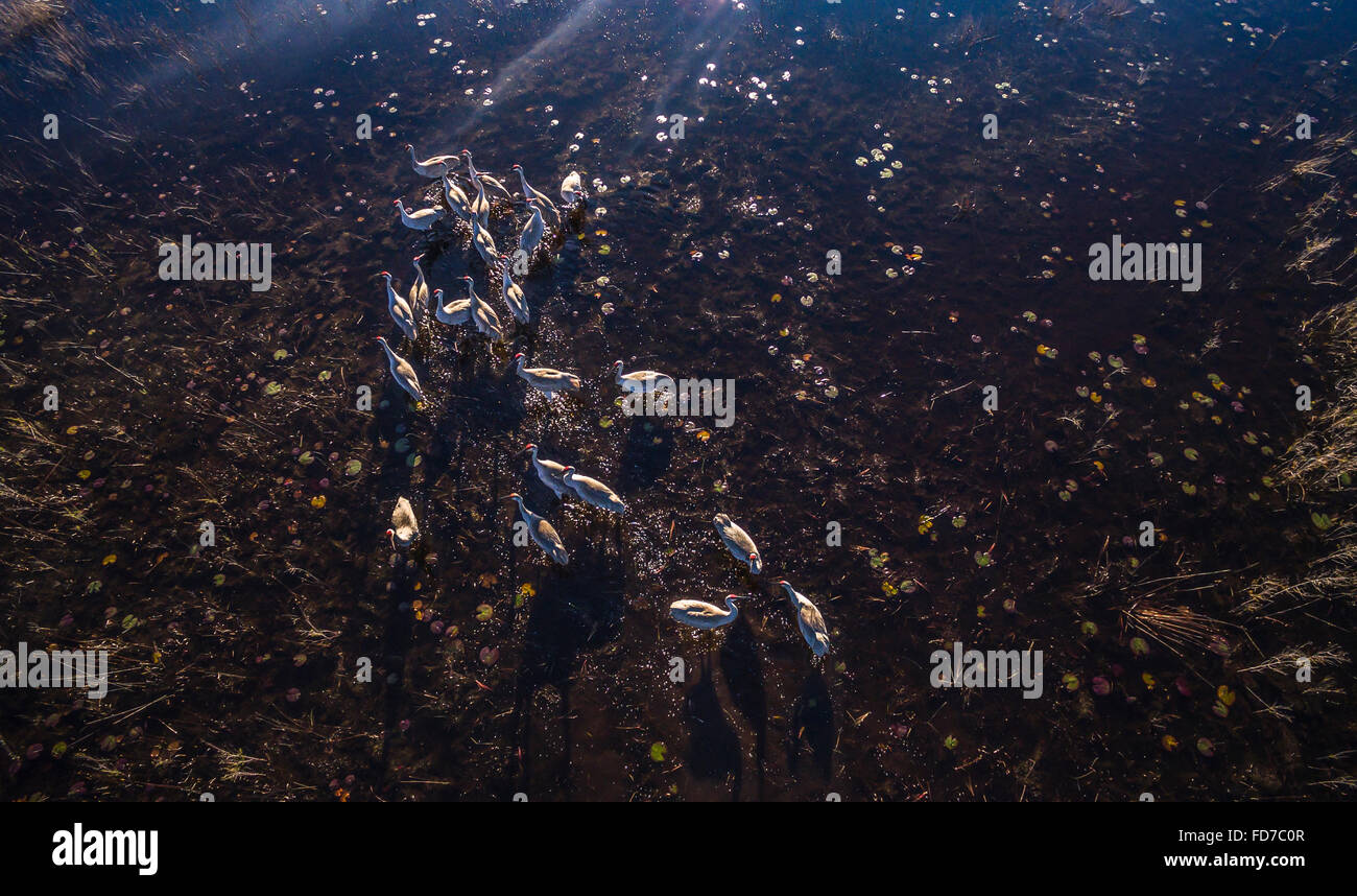 Overhead view of Sandhill Crane birds feeding in shallow marsh water ...