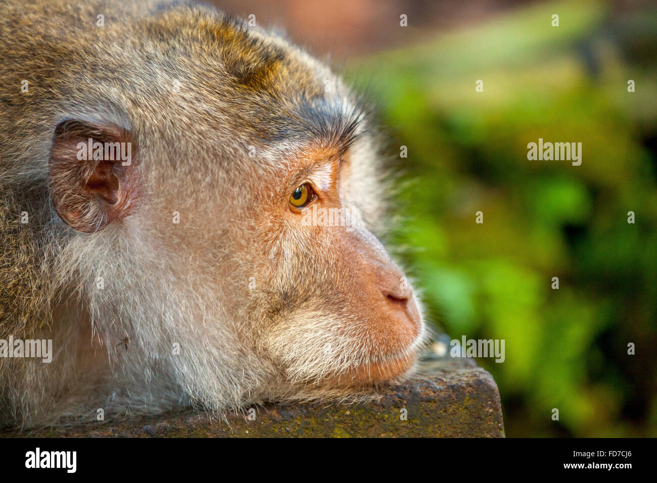 Long-tailed macaque (Macaca fascicularis), monkey lying on a stone wall ...