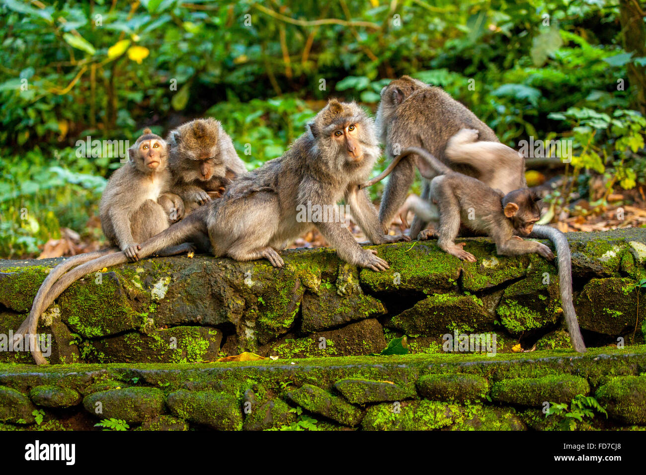 Long-tailed macaque (Macaca fascicularis) monkeys family with babies ...