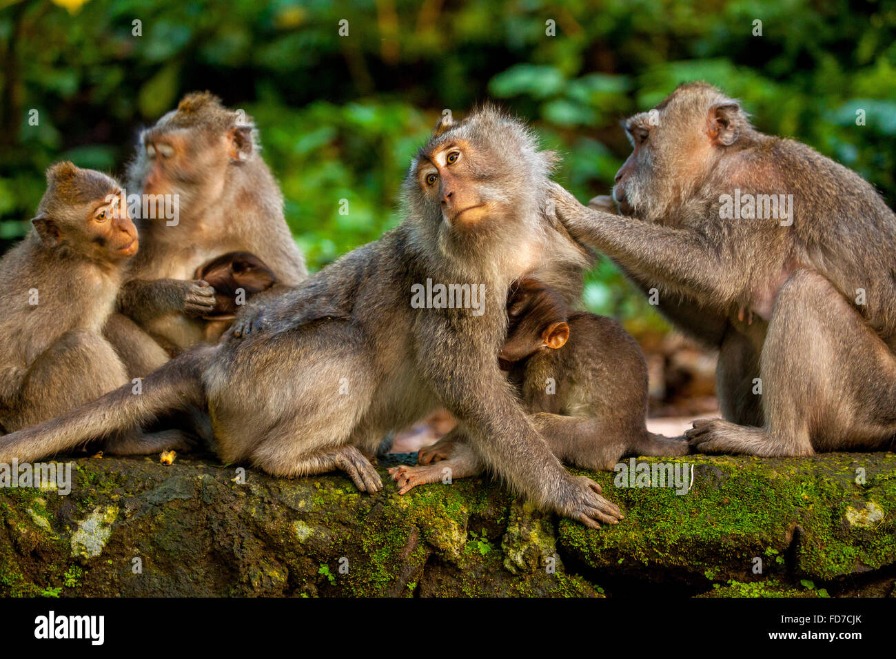 Long-tailed macaque (Macaca fascicularis) monkeys family with babies ...