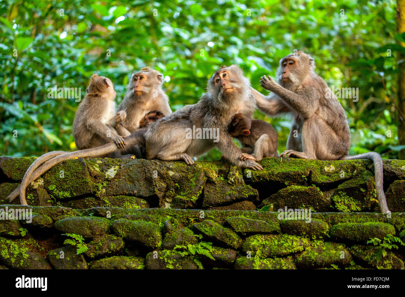 Long-tailed macaque (Macaca fascicularis) monkeys family with babies ...