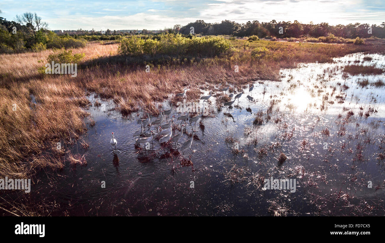 Overhead view of Sandhill Crane birds feeding in shallow marsh water ...