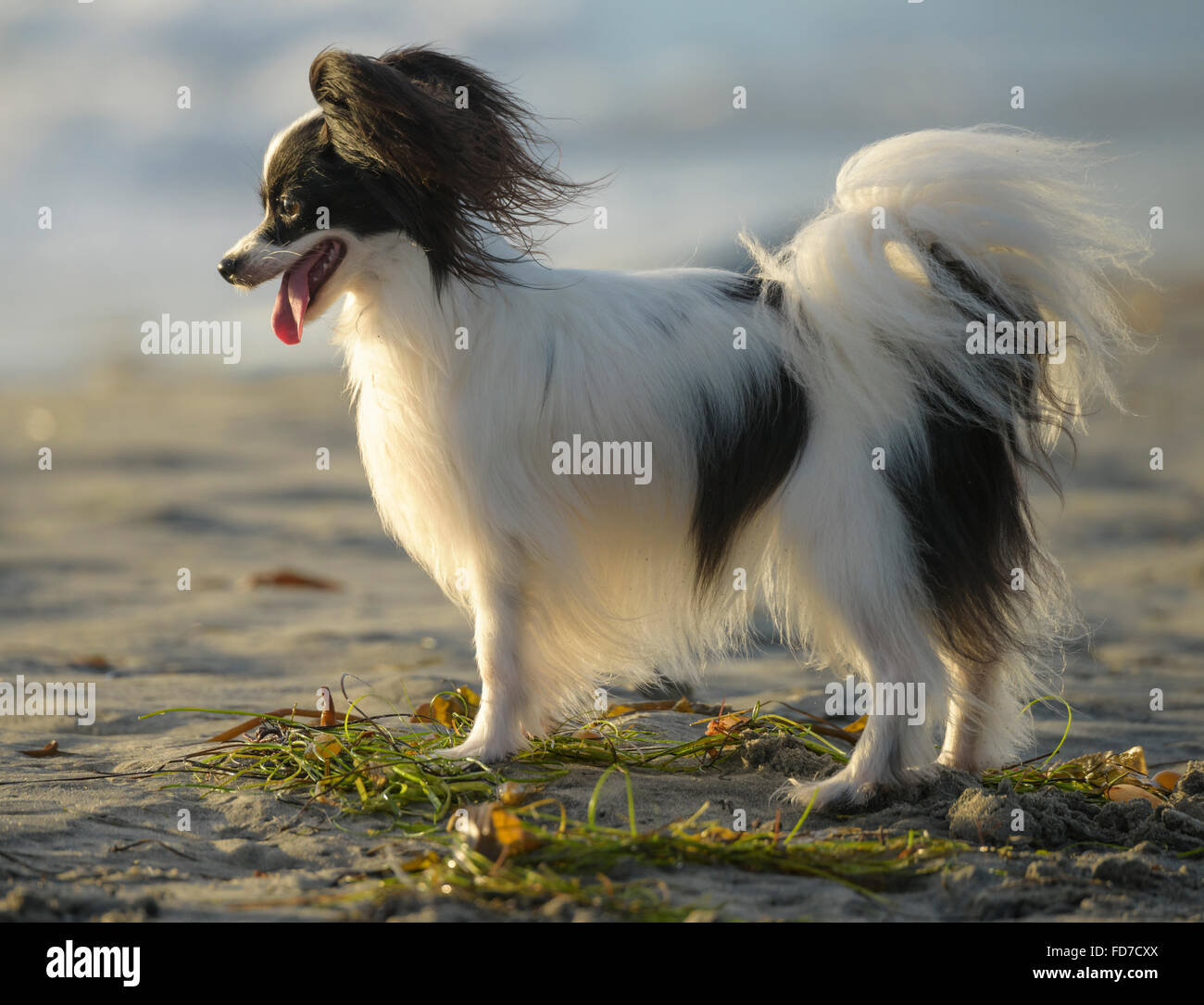 Papillon Dog Side