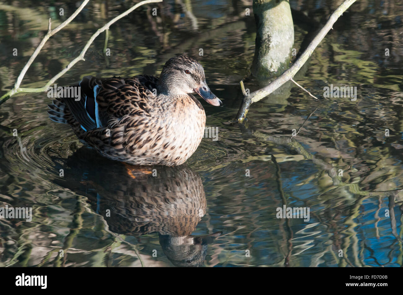 Reflection of a bird hi-res stock photography and images - Alamy