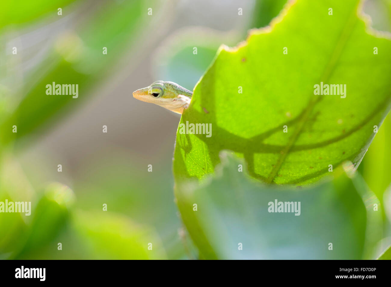 Lizard leaf hi-res stock photography and images - Alamy