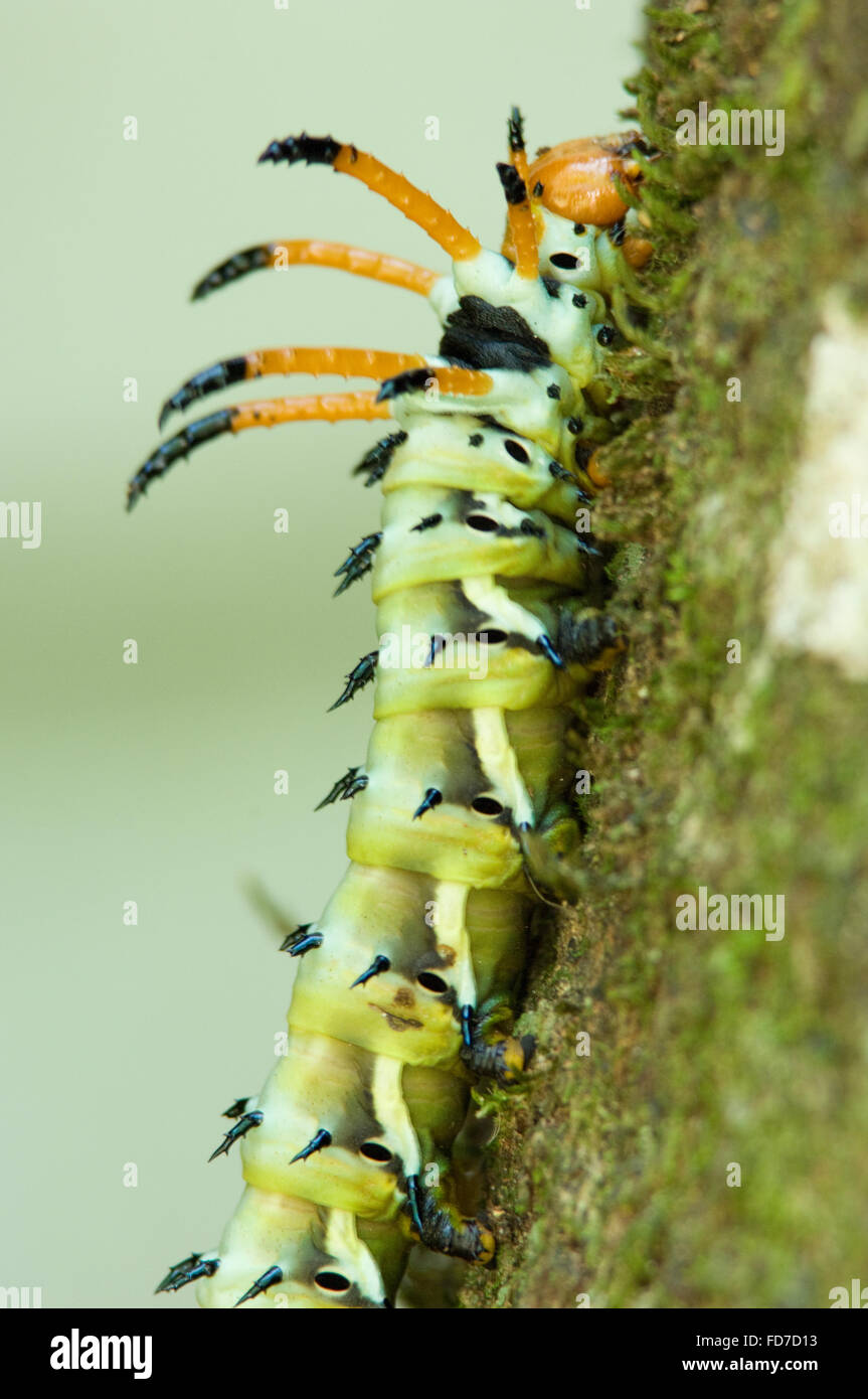 Hickory horned devil moth hi-res stock photography and images - Alamy