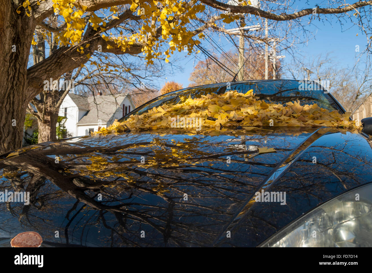 Car covered leaves hi-res stock photography and images - Alamy