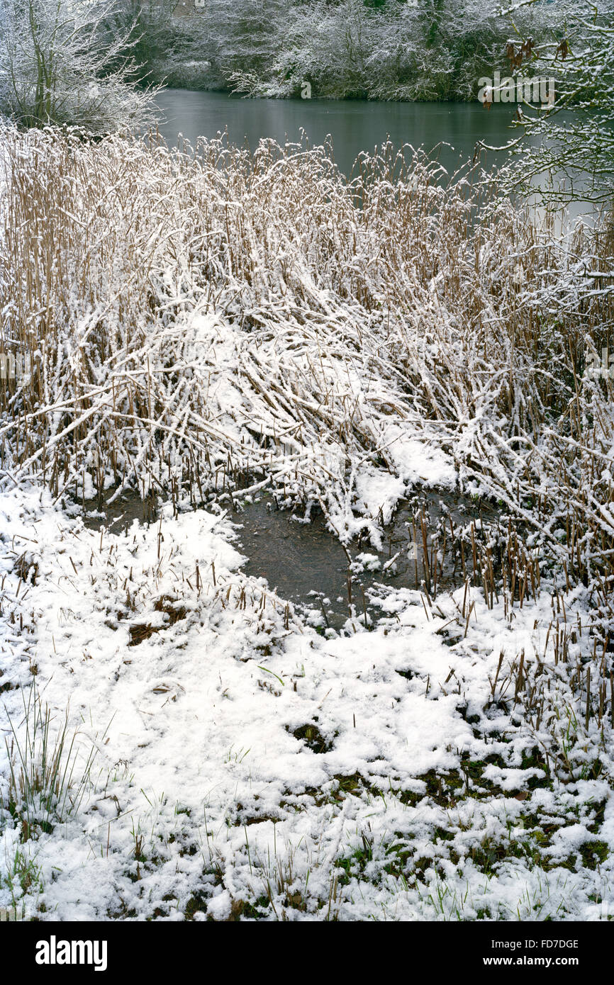 Light dusting of snow on trees around frozen village pond in ...