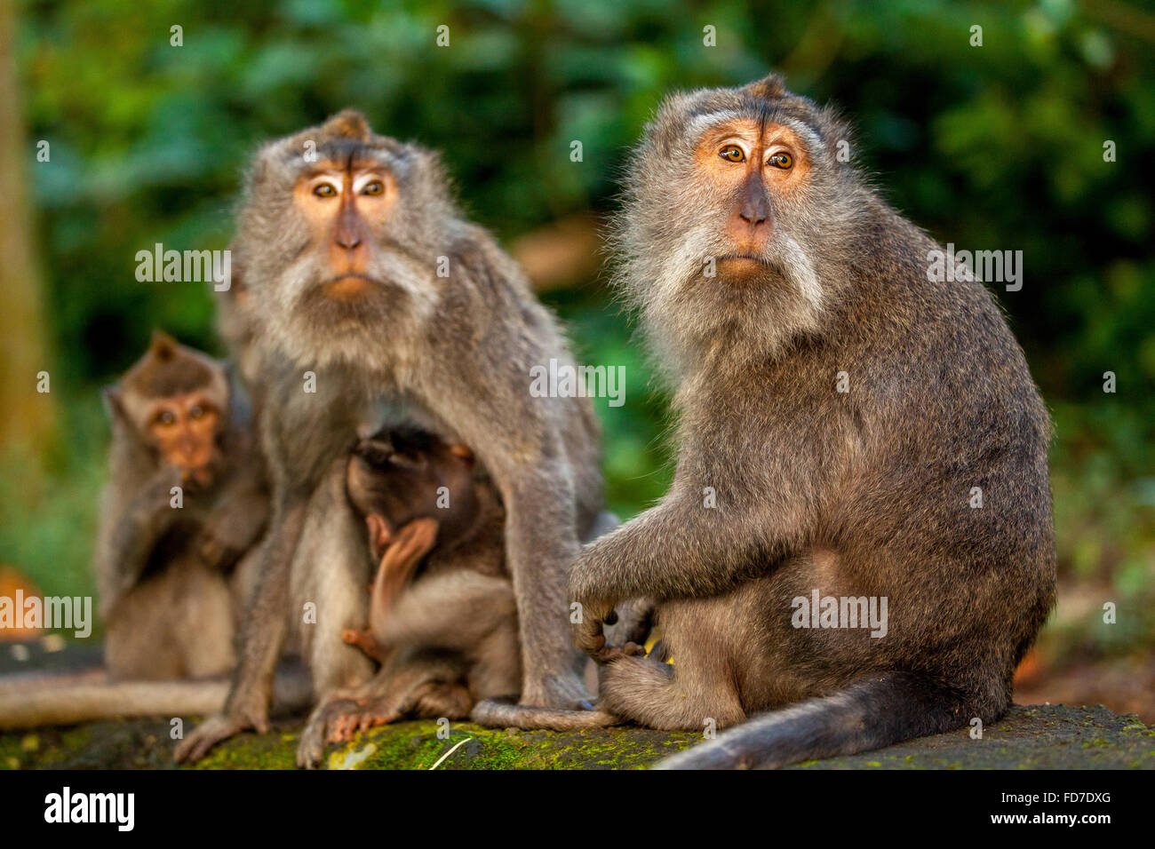 Long-tailed macaque (Macaca fascicularis) monkeys family with babies ...