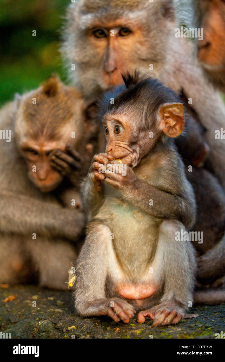 Long-tailed macaque (Macaca fascicularis) monkeys family with babies ...