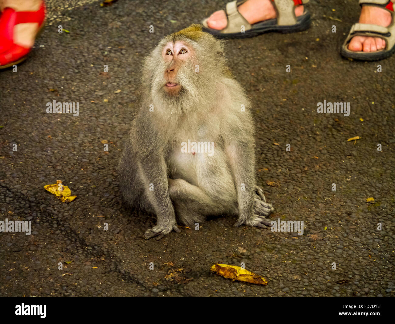 begging Long-tailed macaque (Macaca fascicularis), Monkey Forest Ubud ...
