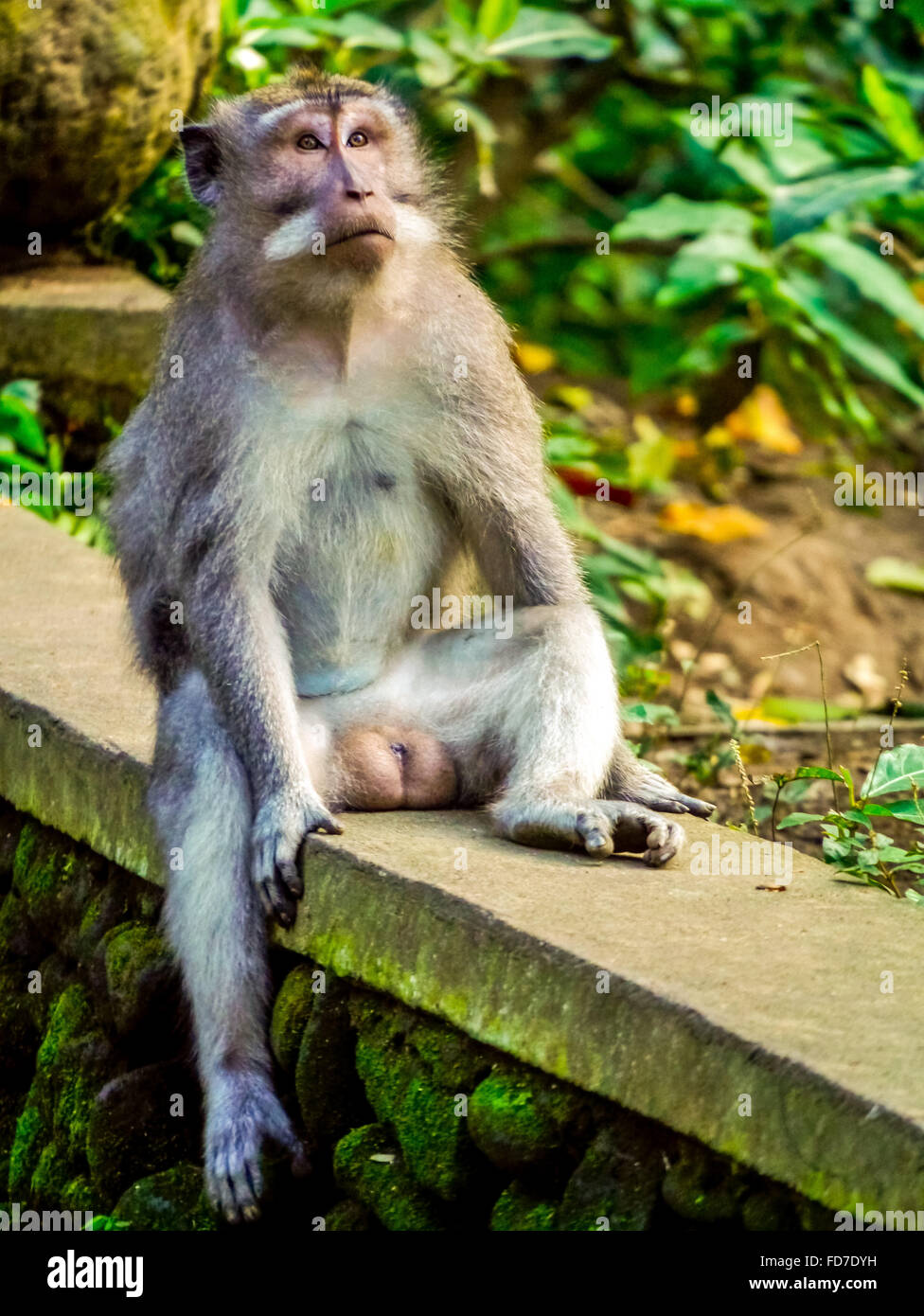 old, graying, long-tailed macaque (Macaca fascicularis) sitting on a ...