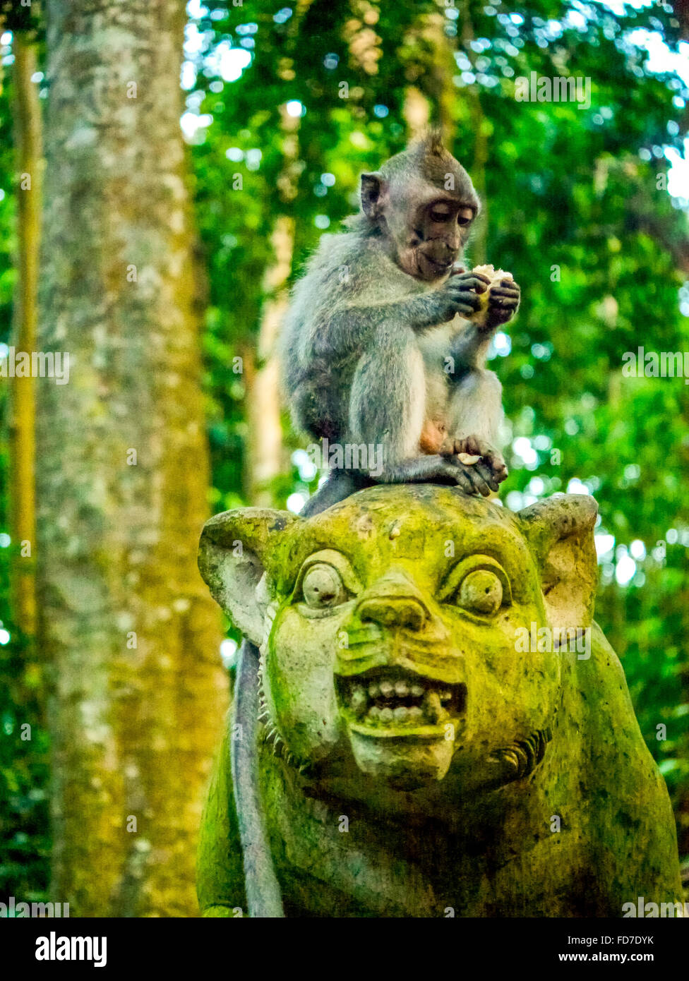 Long tailed macaque monkey forest ubud hi-res stock photography and ...
