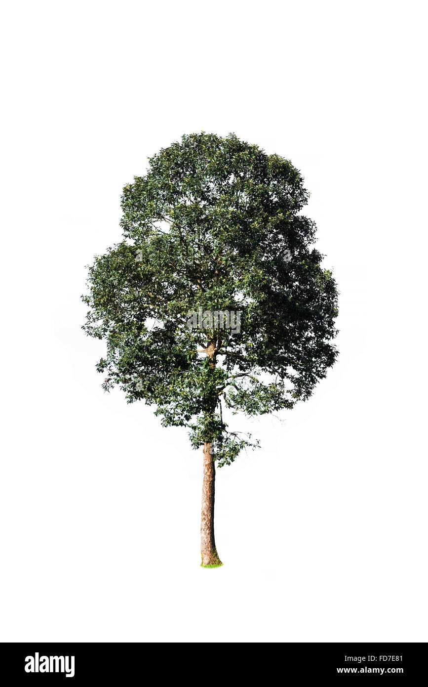 Trees in the rainy season split with a white background Stock Photo - Alamy