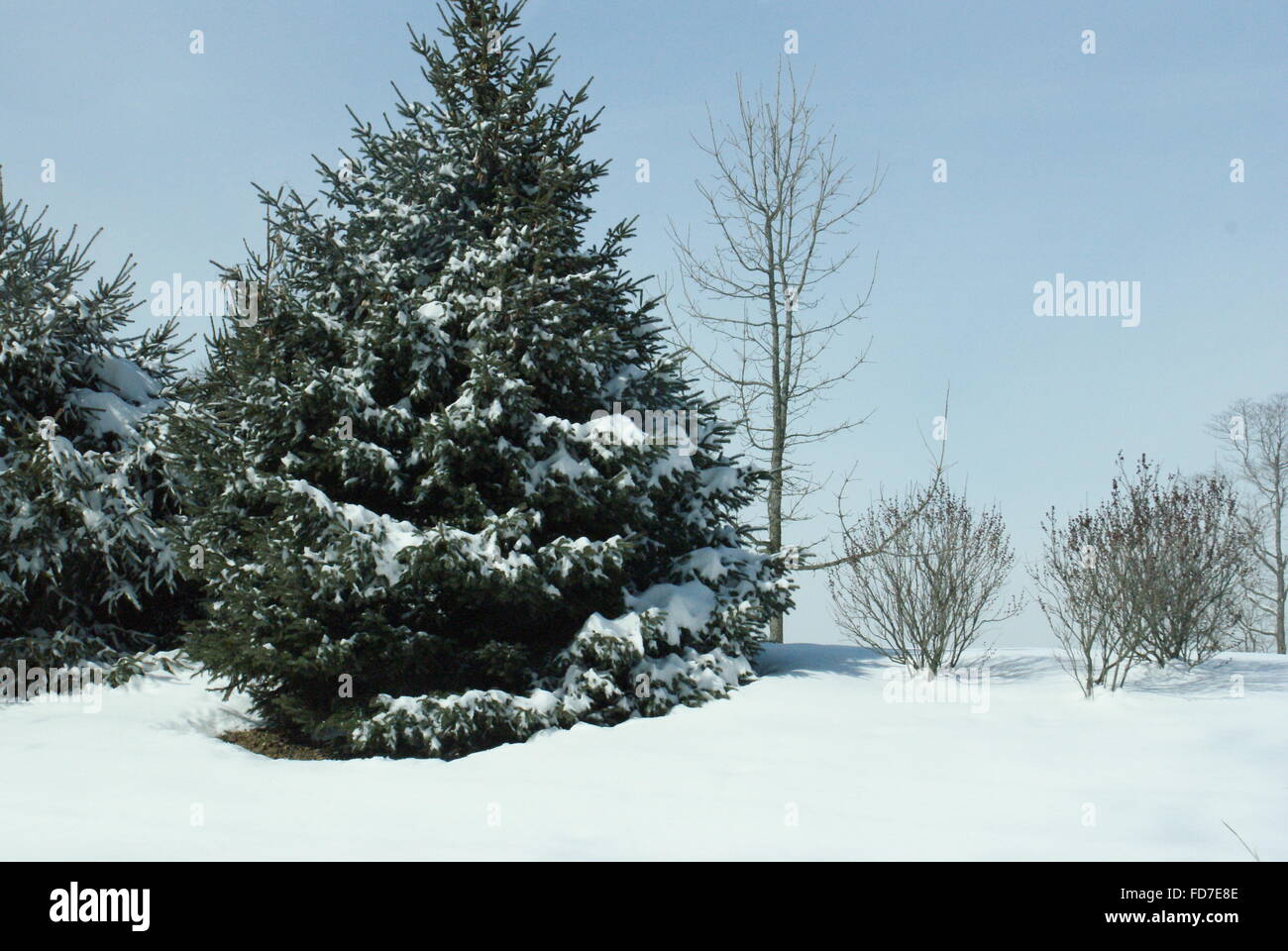 Evergreen Tree In Winter