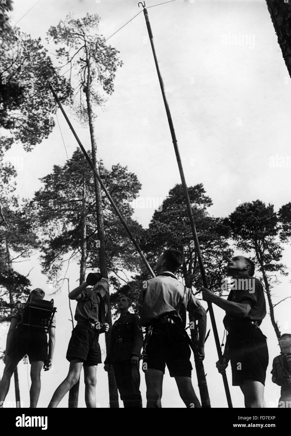 Line trees in summer Black and White Stock Photos & Images - Alamy