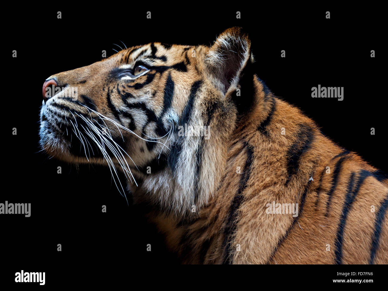 The Sumatran tiger is a rare tiger subspecies that inhabits the ...