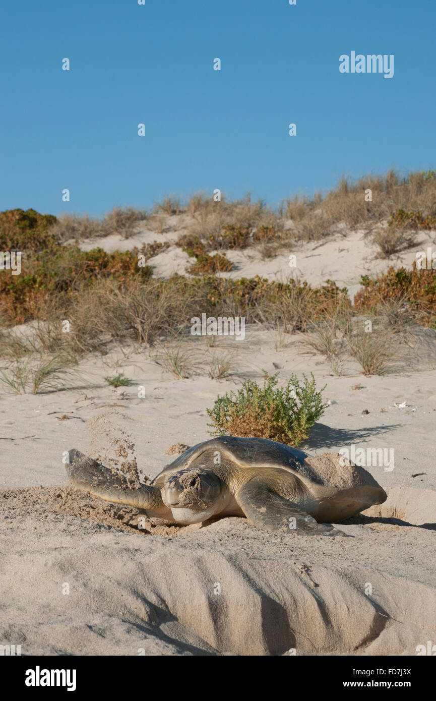 Australian flatback sea turtle (Natator depressus), endemic, female ...