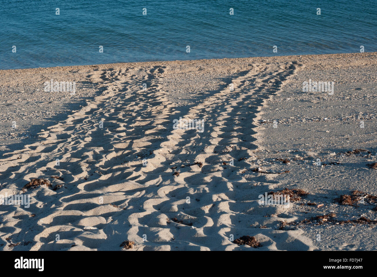 Flatback turtle tracks hi-res stock photography and images - Alamy