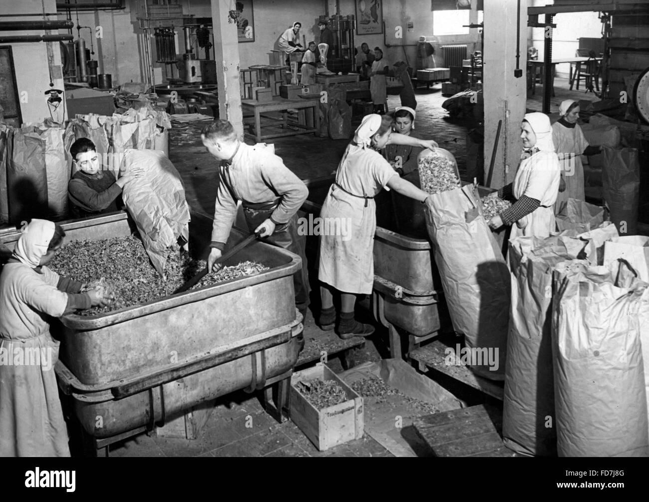 Production of dried vegetables, 1941 Stock Photo - Alamy