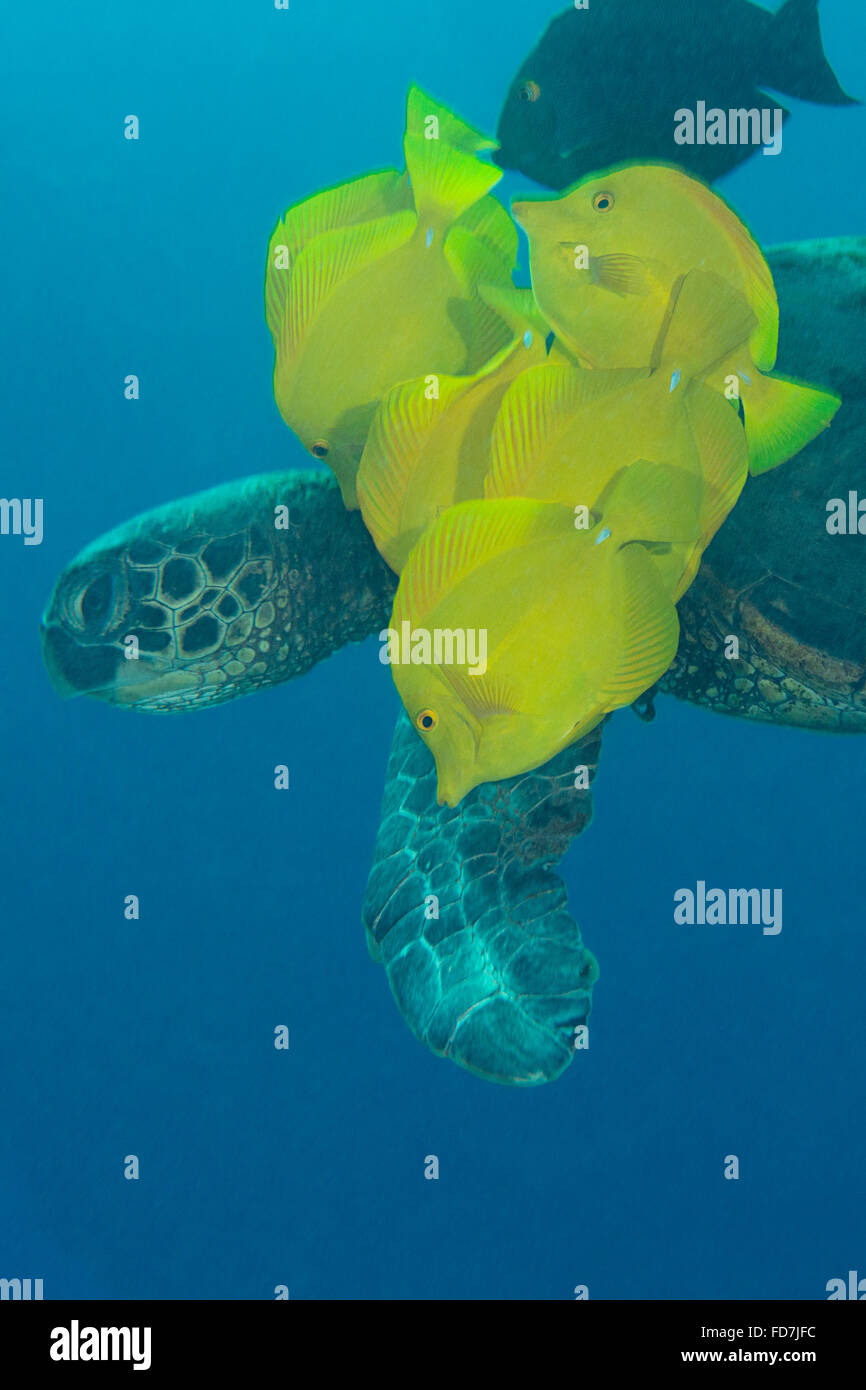green sea turtle, Chelonia mydas, being cleaned of algae by yellow ...