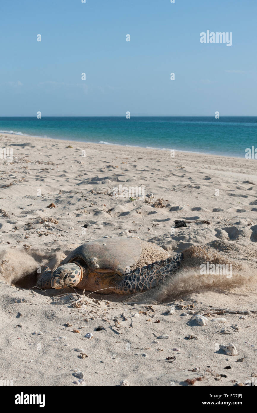 hawksbill sea turtle, Eretmochrlys imbricata, female covering nest ...