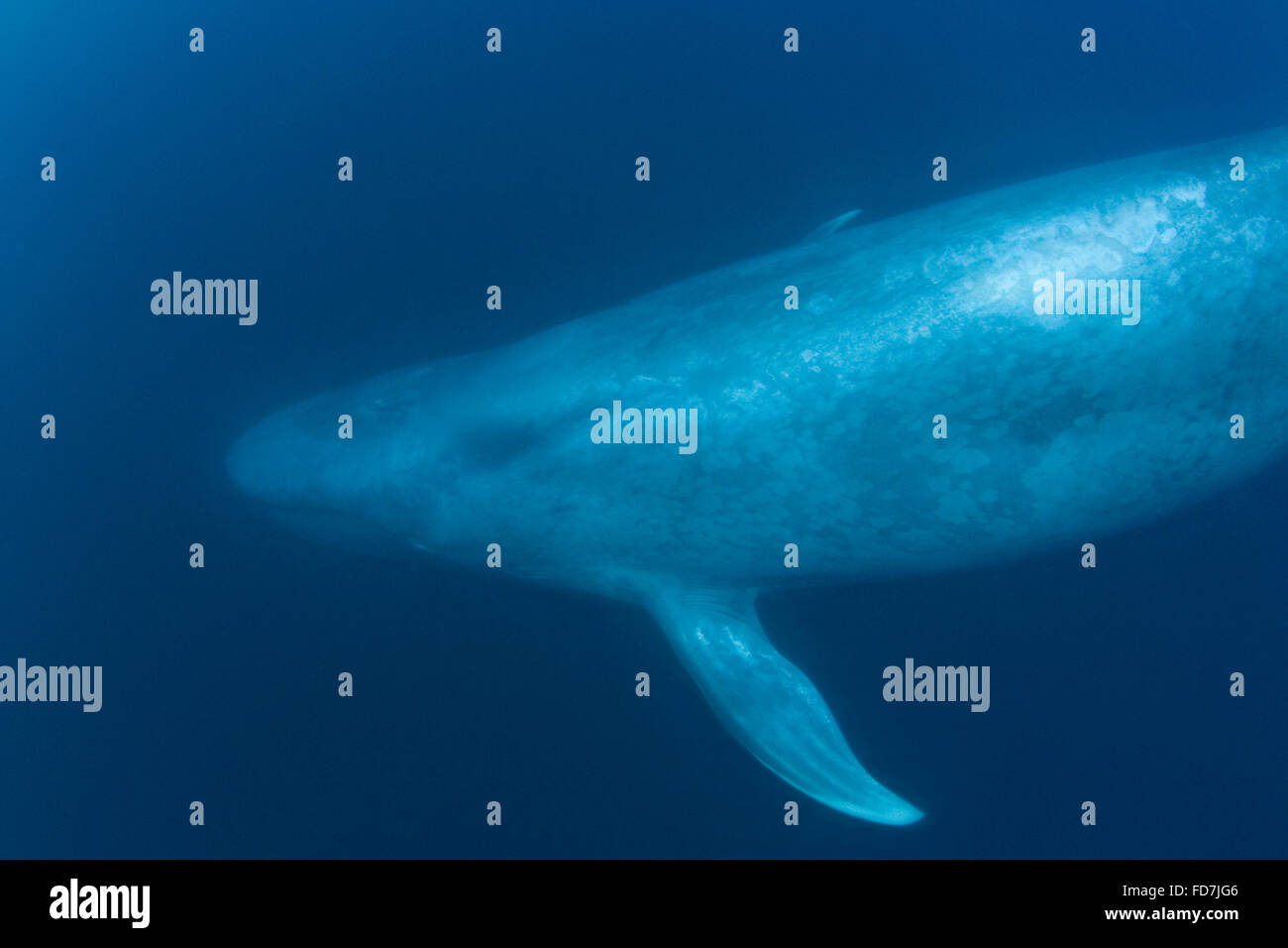 blue whale ( Balaenoptera musculus ), Endangered Species. California ...