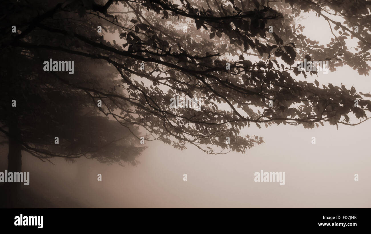Trees In Fog Stock Photo - Alamy