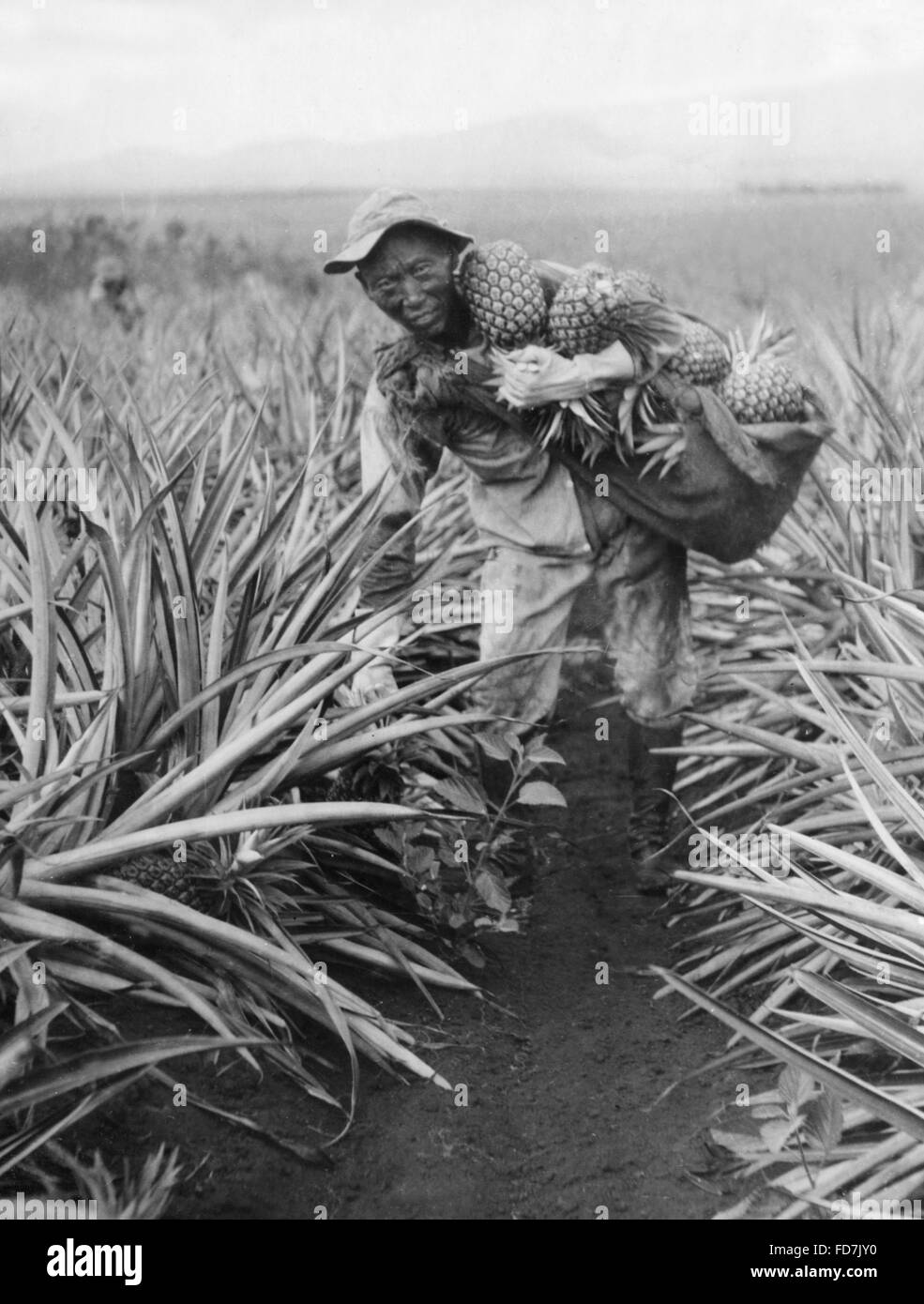 Pineapple cultivation in Hawaii, 1928 Stock Photo - Alamy