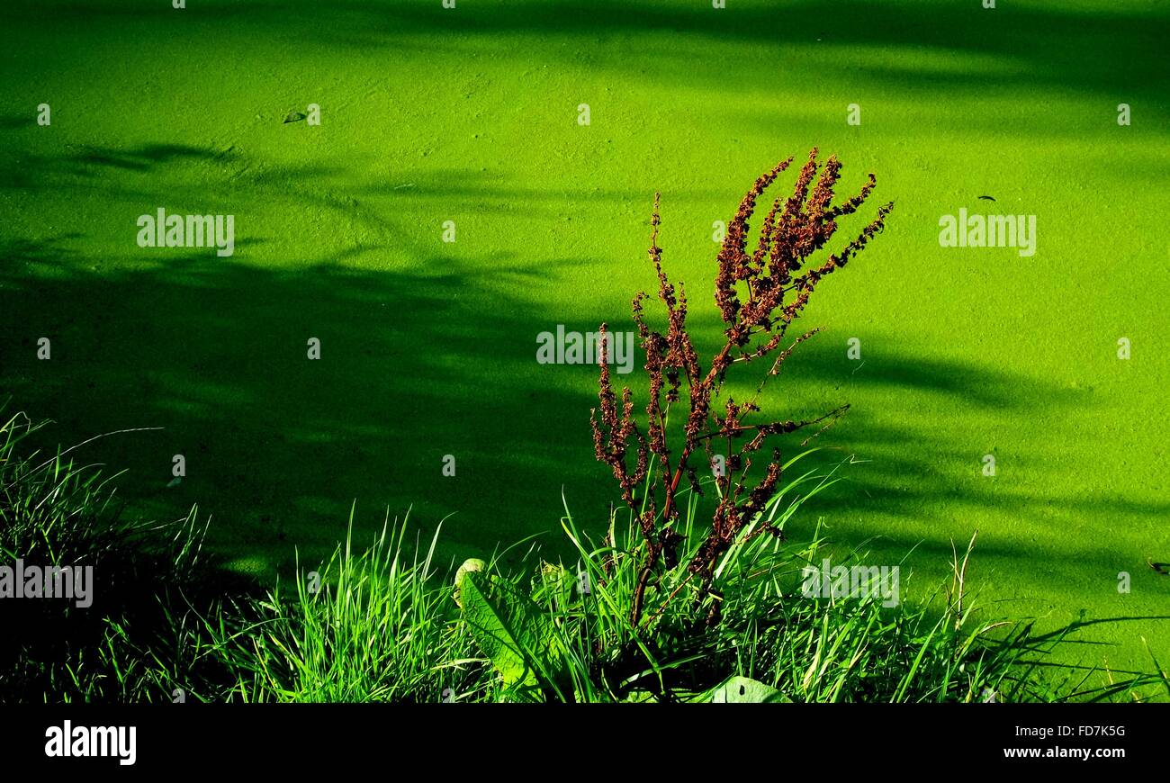 Algae Covered Pond Stock Photo - Alamy