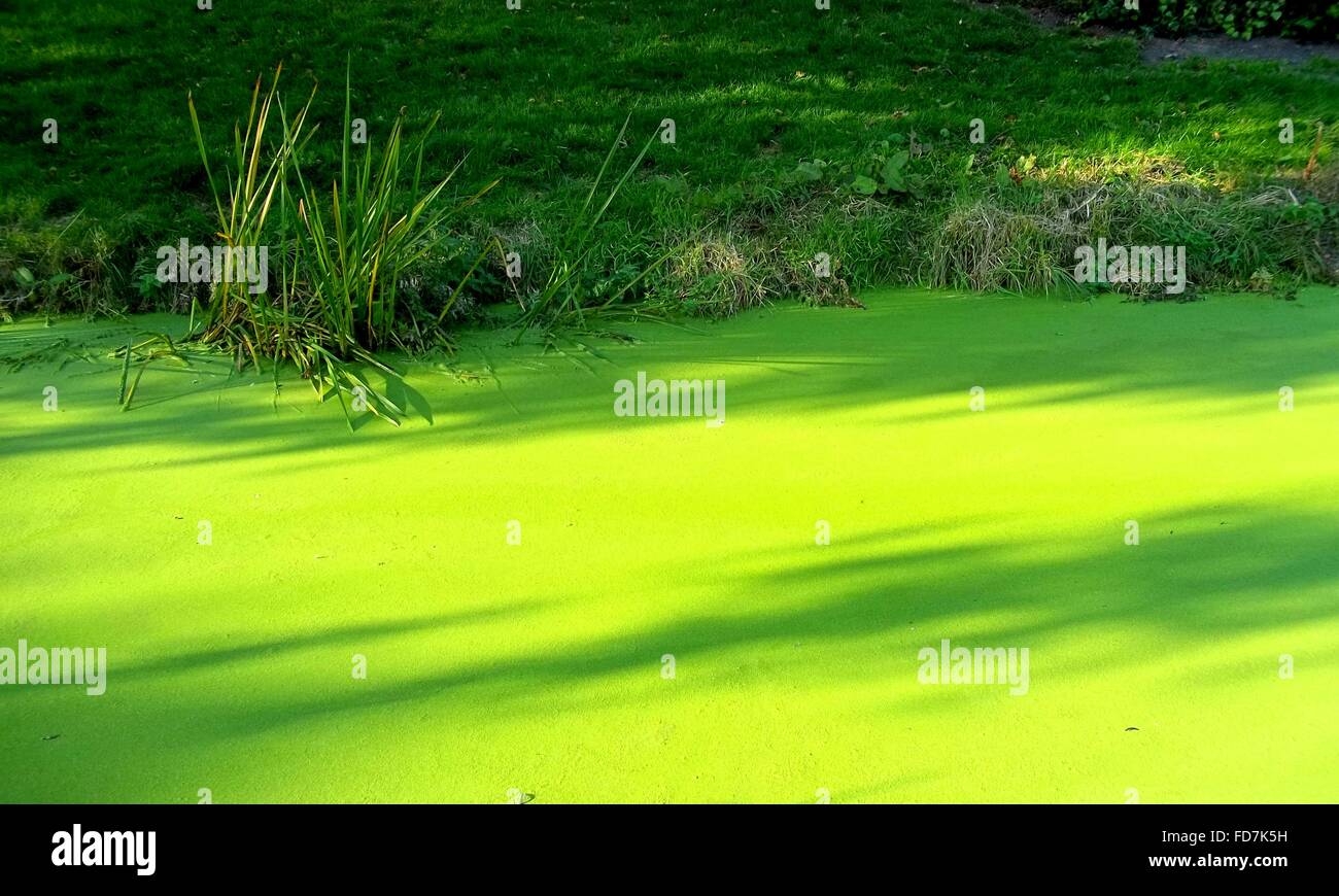 Pond algae hi-res stock photography and images - Alamy