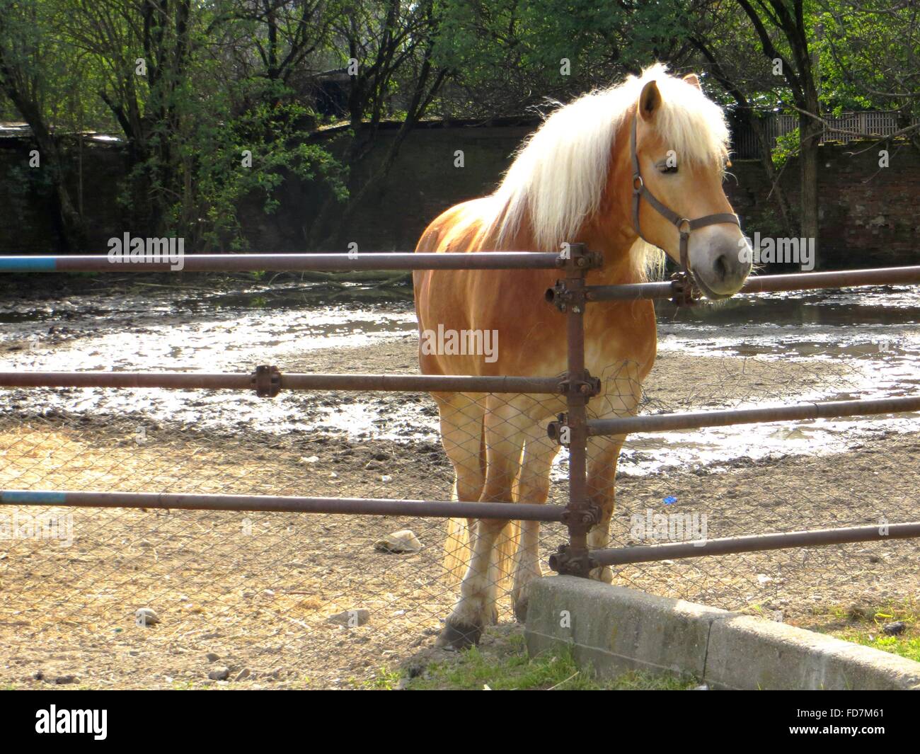 Corral horse hi-res stock photography and images - Alamy