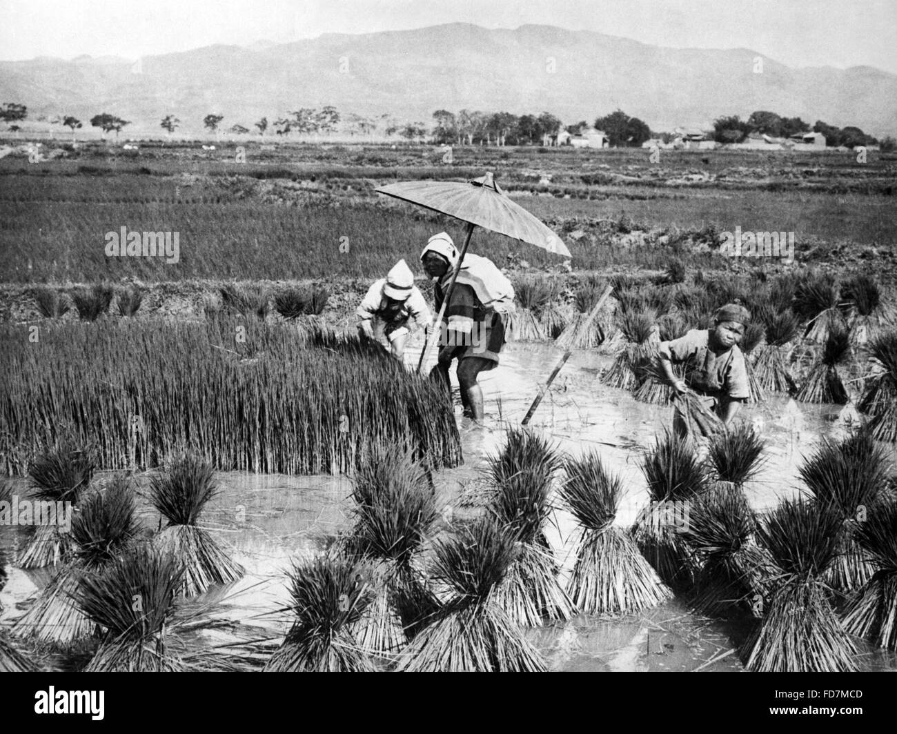 Rice farmers in China, 1928 Stock Photo - Alamy