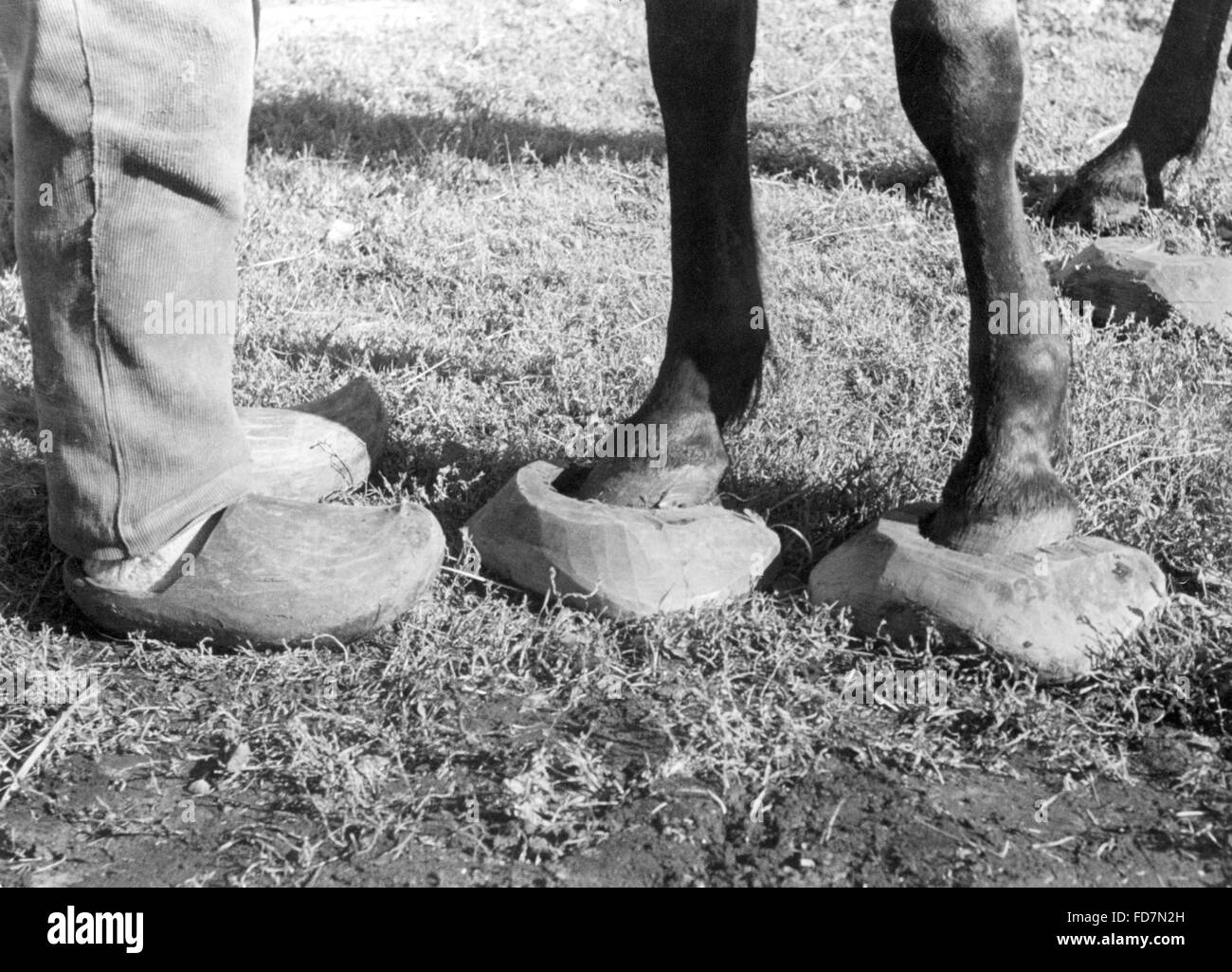 Horse with clogs East Prussia, 1939 Stock Photo - Alamy