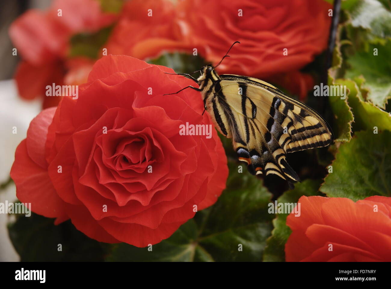 Red flower and butterfly Stock Photo - Alamy