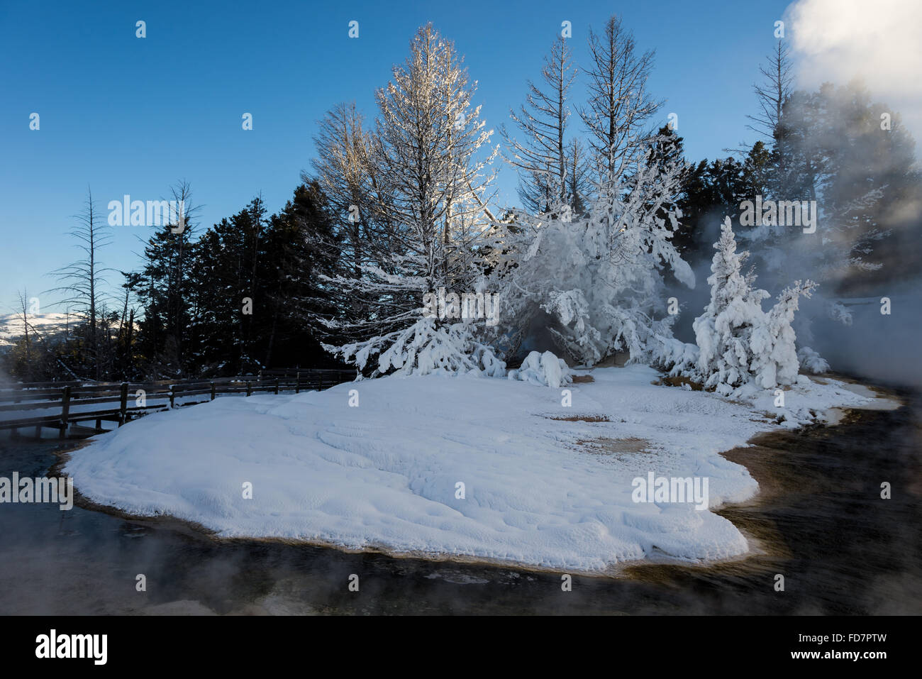 Trees covered in snow on the Terrace of Mammoth Hot Springs ...