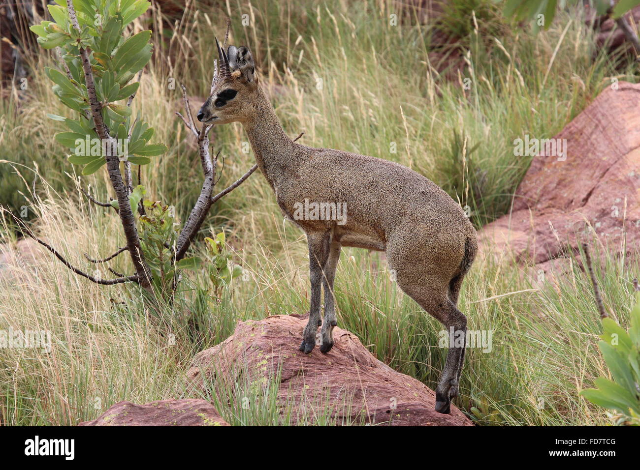 Klipspringer (Oreotragus oreotragus) balancing on rocks, Limpopo South ...