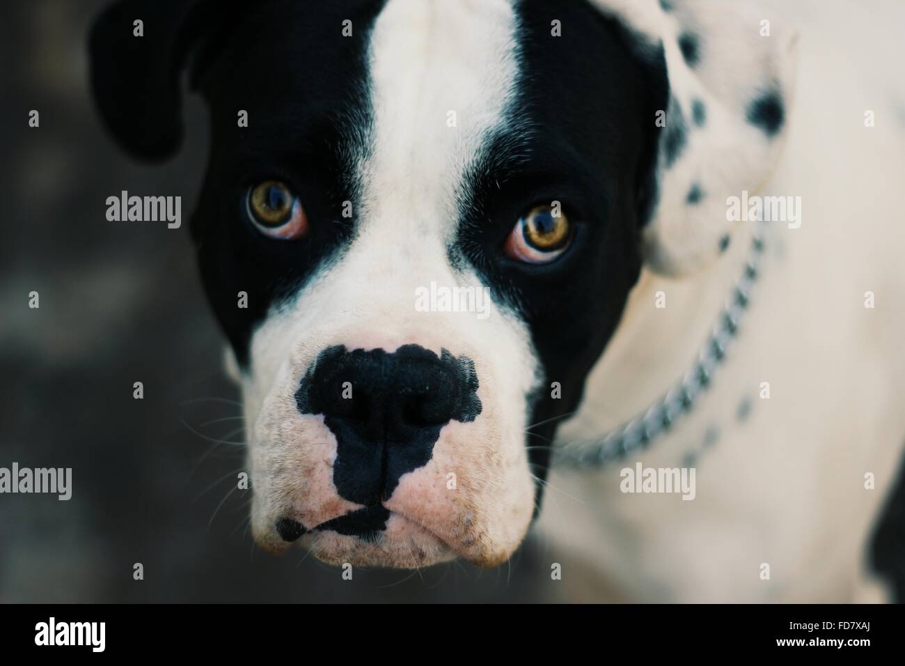 Boxer boxer hi-res stock photography and images - Alamy