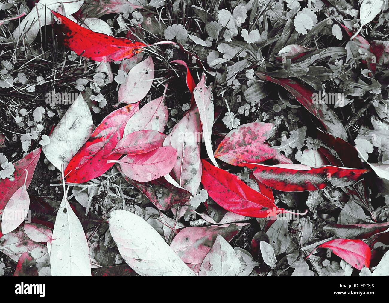 Red autumn dry leaves hi-res stock photography and images - Alamy